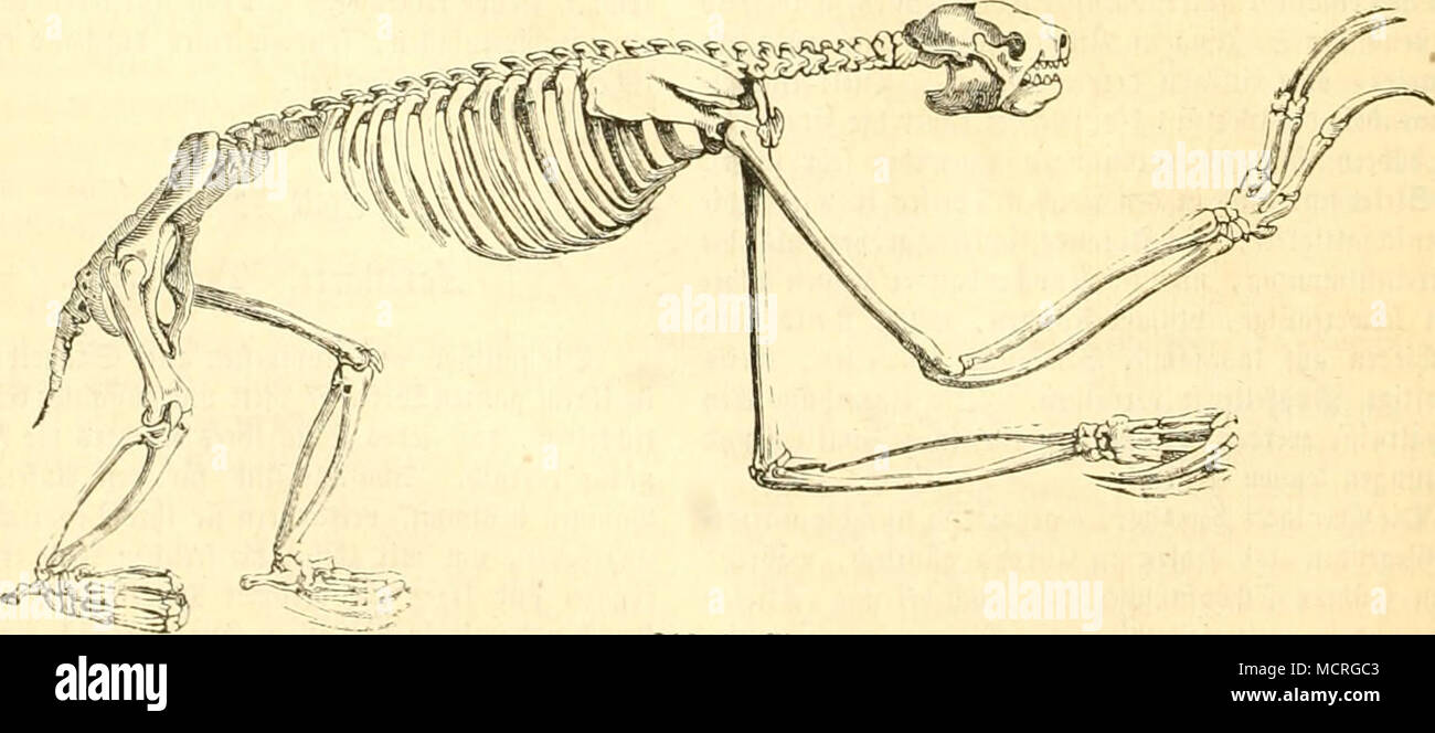 . Stelit b«8 51i Stock Photo - Alamy