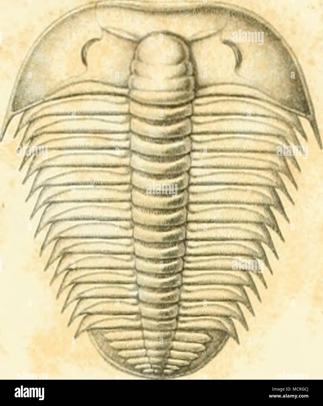 Prehistoric marine life forms trilobites hi-res stock photography and ...