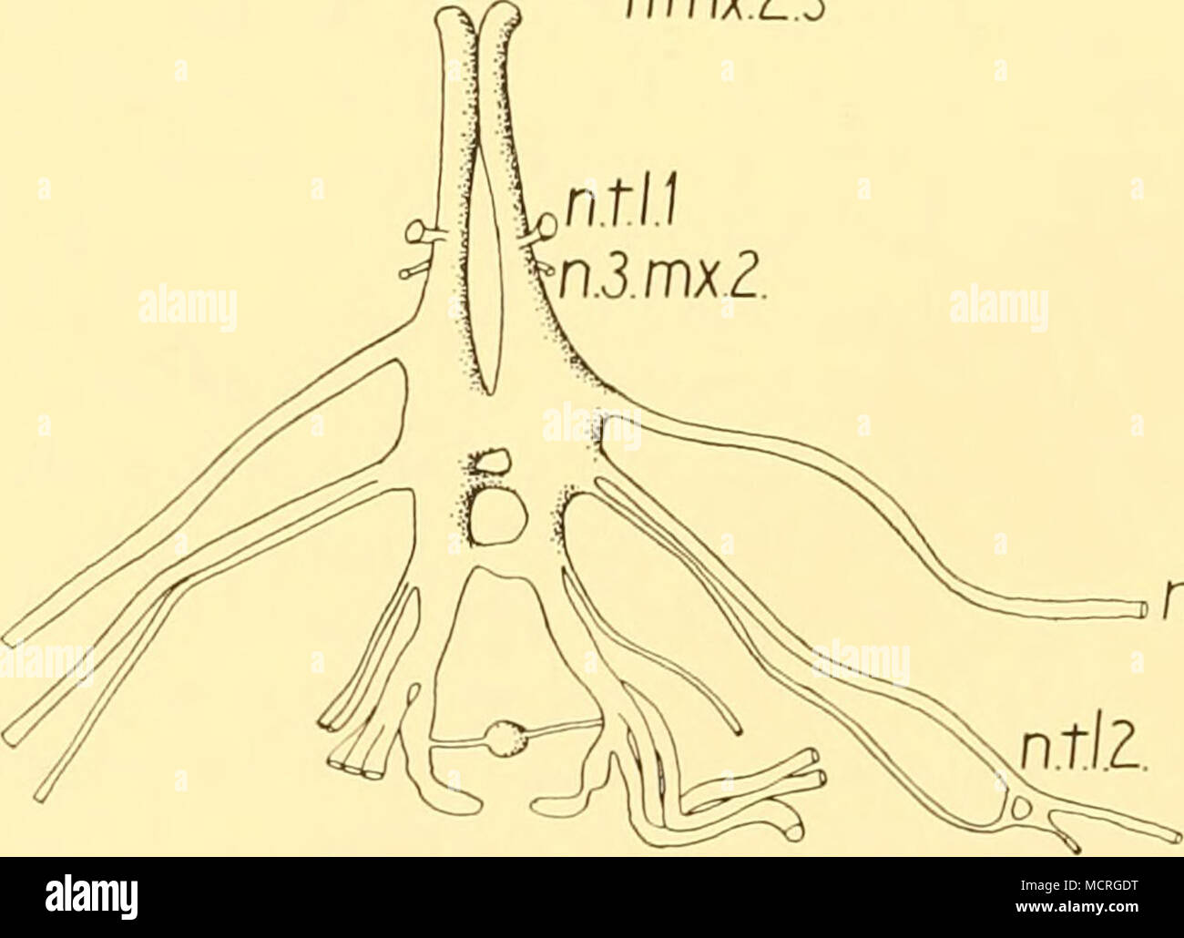 Mandibular nerve hi-res stock photography and images - Alamy