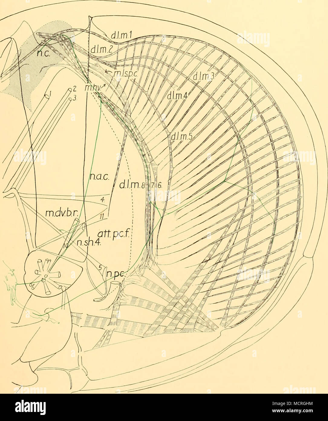 . Fig 0 Reconstruction of hinder part of body, showing trunk ...
