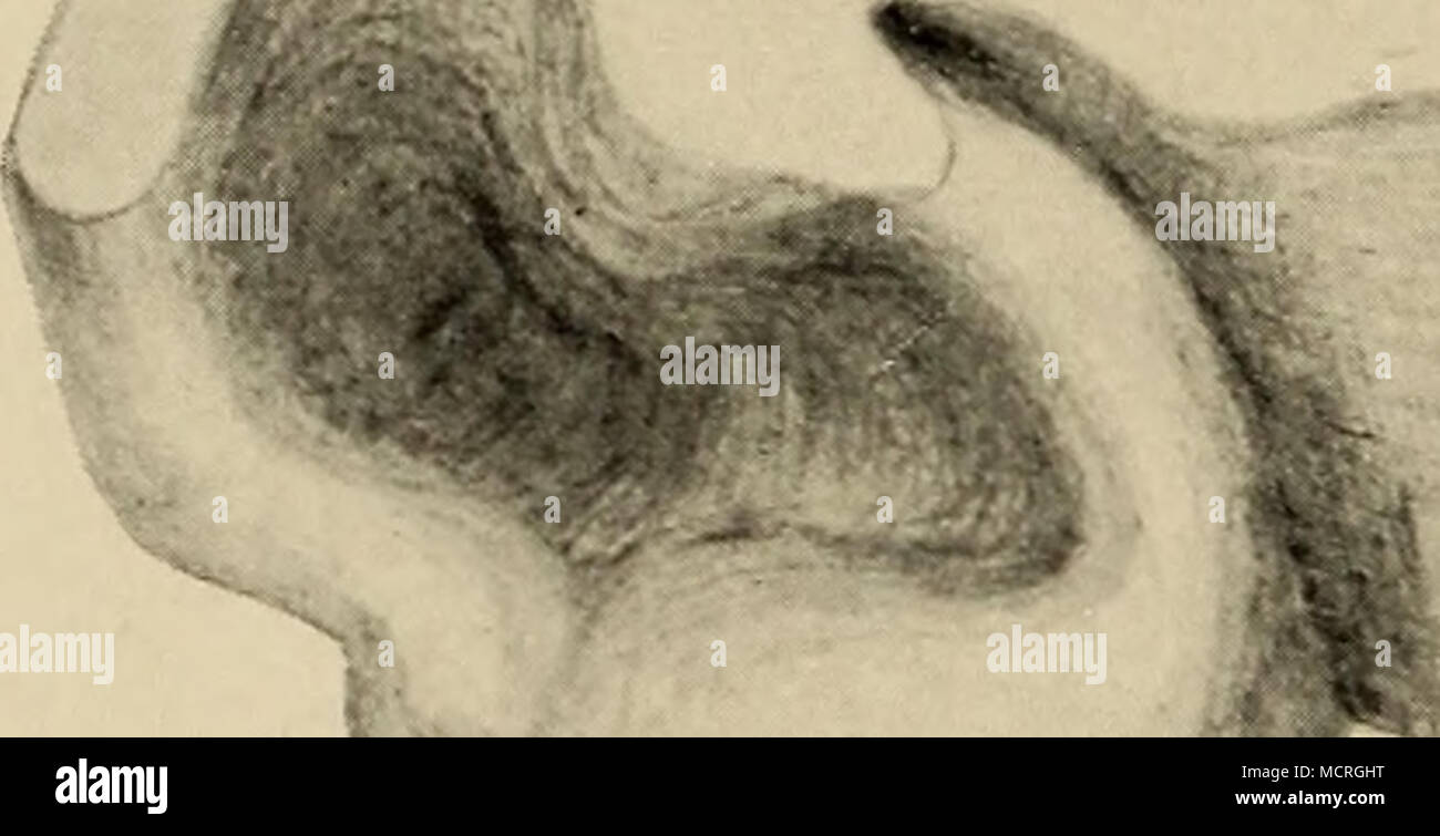 . Fiff. 2. v' Stock Photo - Alamy