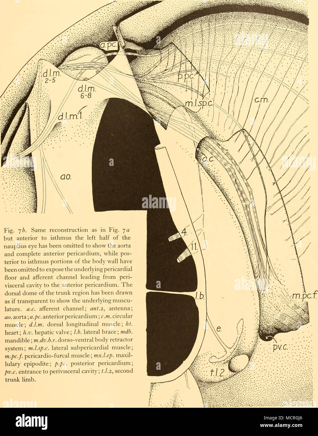 . Fig. 76. Same reconstruction as in Fig. ya but anterior to isthmus ...
