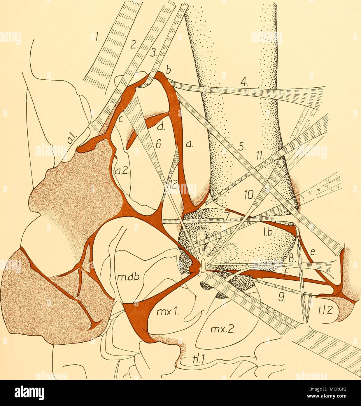 . Fig. 5. Same reconstruction as Fig. 4, with the associated ...