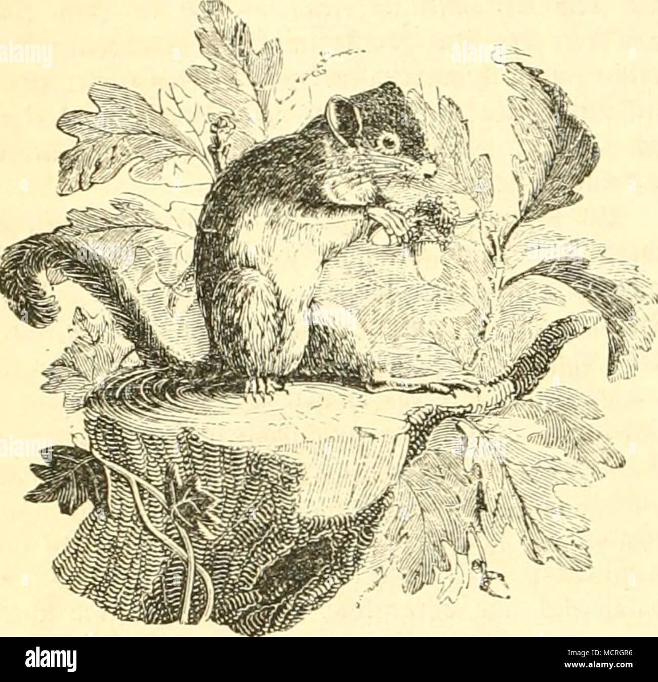 Raf gan hi-res stock photography and images - Alamy