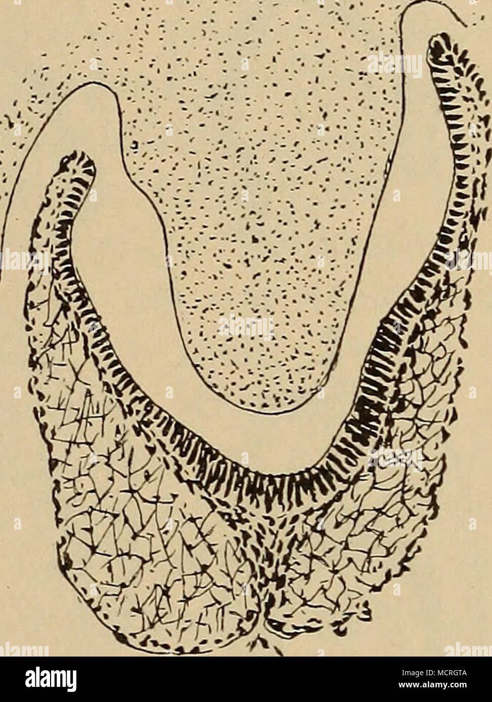 . Fig. 41. Propethicus A. Schnitt durch die Zahnanlage des oberen ...