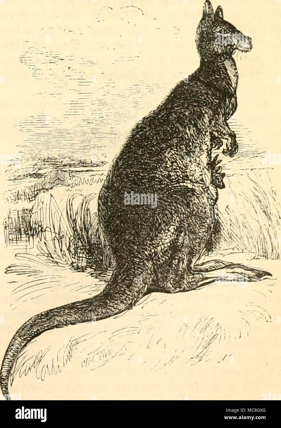 . Tai gioSe .S.inijuriil). ,â ?â )â¢ Stock Photo - Alamy