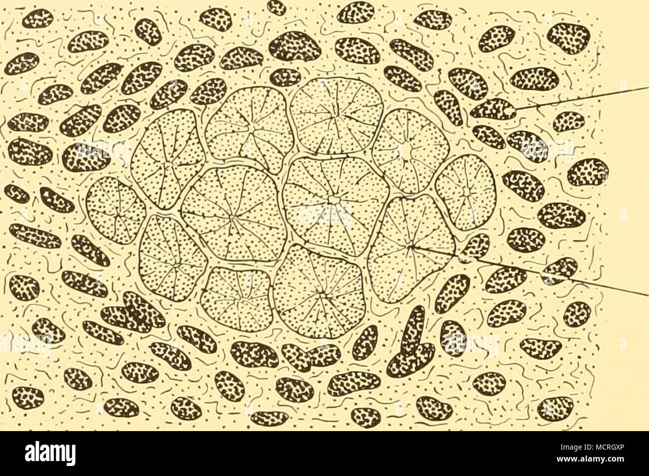 . n.chit e, ?â phot. u. lOOU Fig. 31. The posterior telson photophore ...