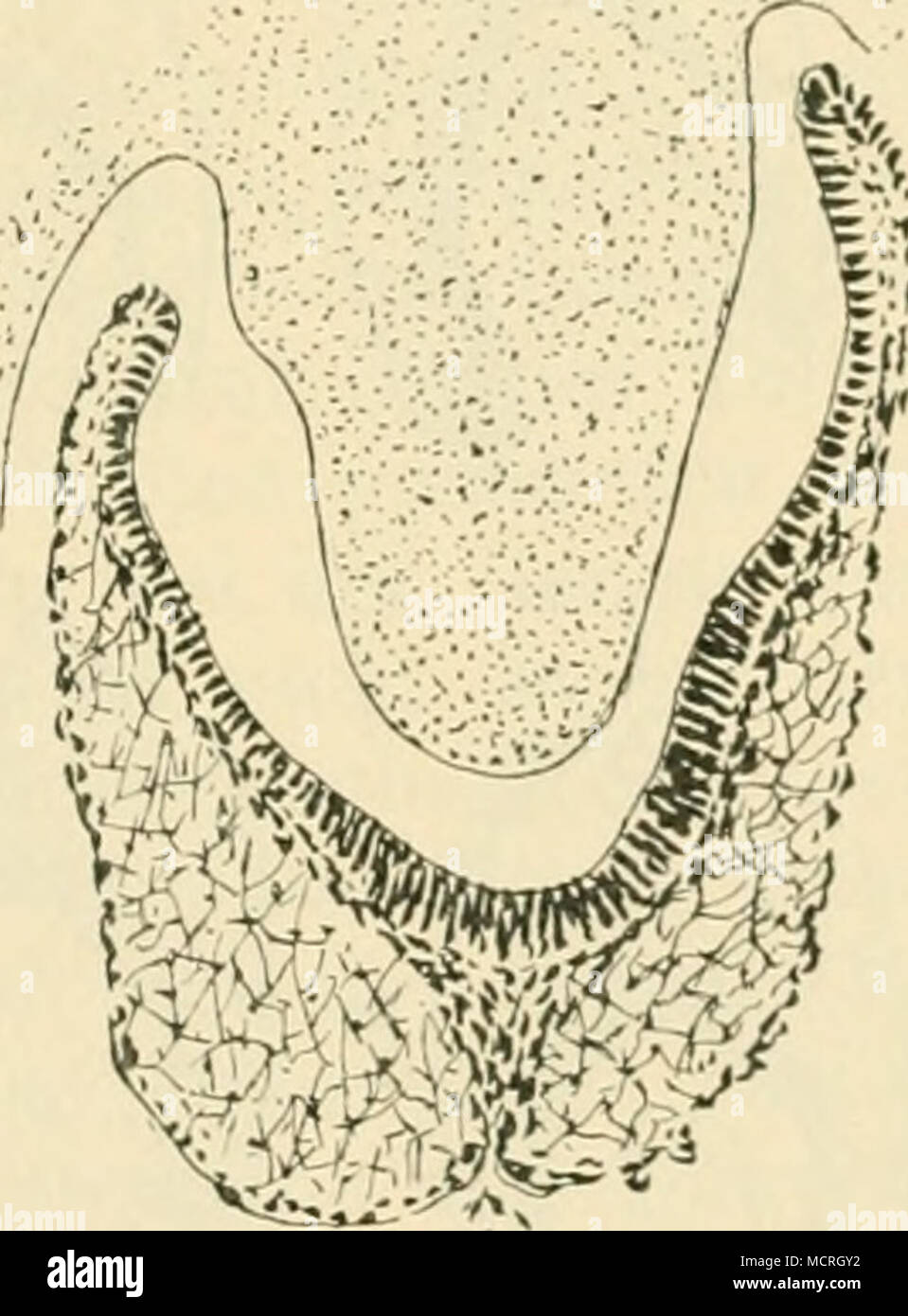 . Fig. 41. Propethicus A. Schnitt durch die Zahnanlage des oberen ...