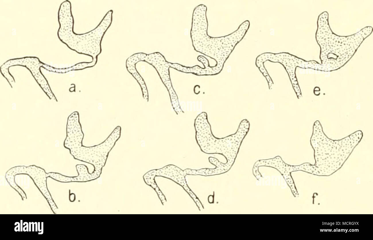 . Fig. 32. Mycetes. Serie D. Sechs Schnitte durch die Anlage vom oberen ...