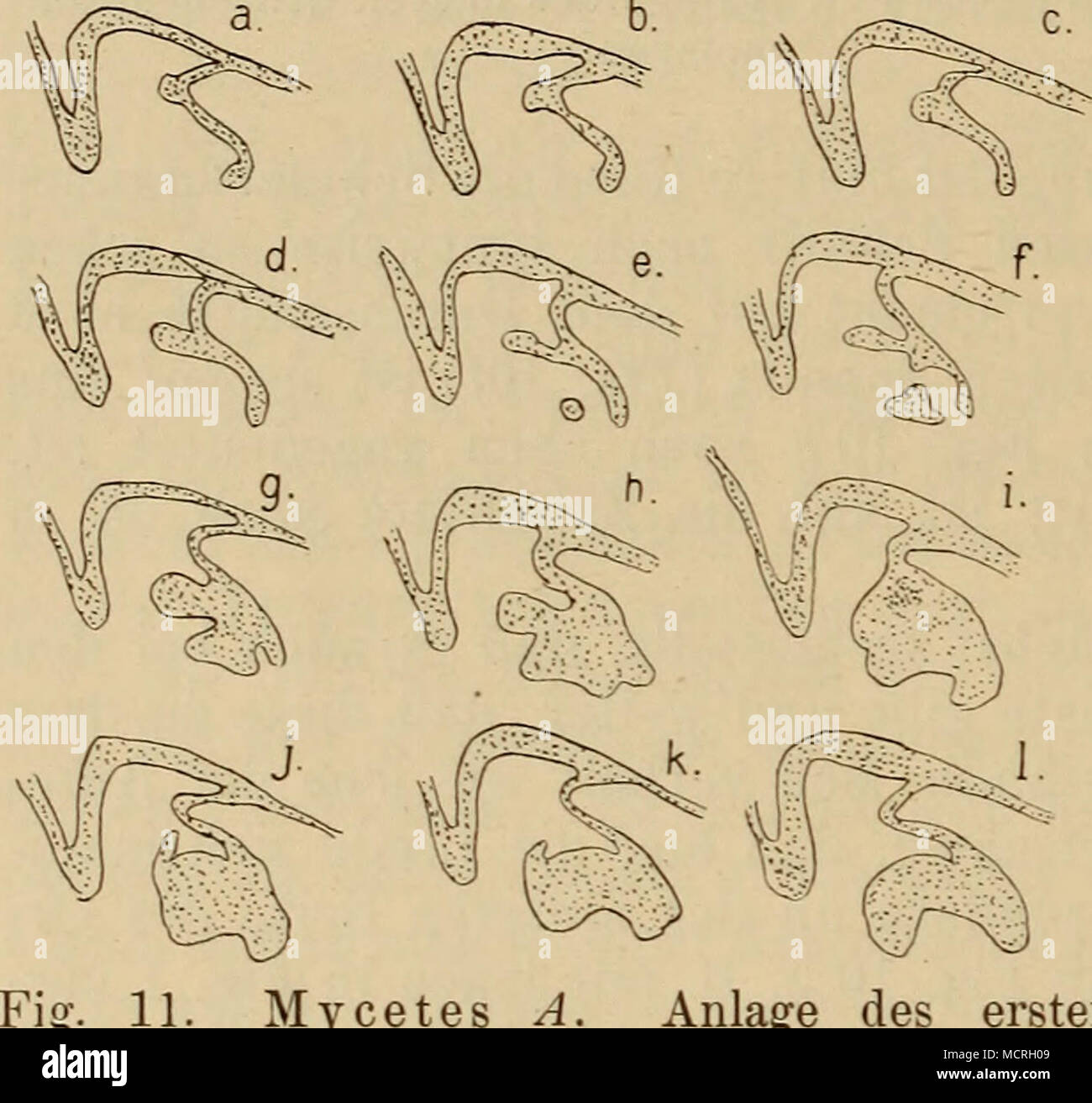. Mycetes A. Anlage des ersten unteren Milchmolaren Stock Photo - Alamy
