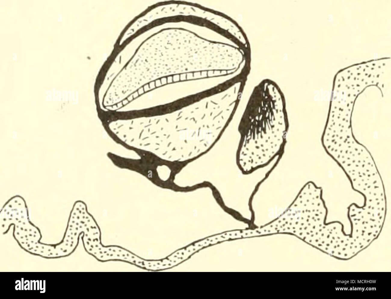 . Fig. 25. Chrysothrix. Serie A. Schnitt durch die Anlage des oberen ...