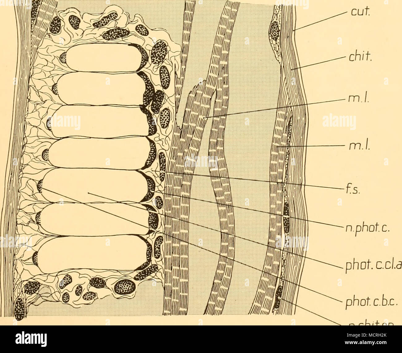 . 100 V phot.c.b.c. n.chit.ep. Fig. 29. Longitudinal section through ...