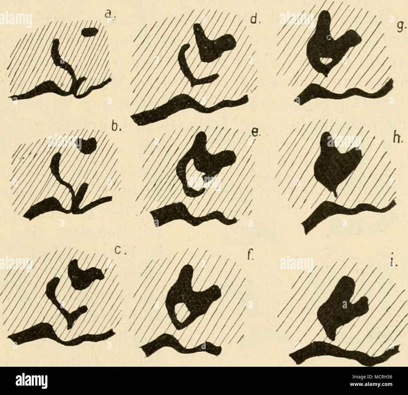 . Fig. 3. Propithecus B. Anlage des lateralen oberen Incisivus Stock ...