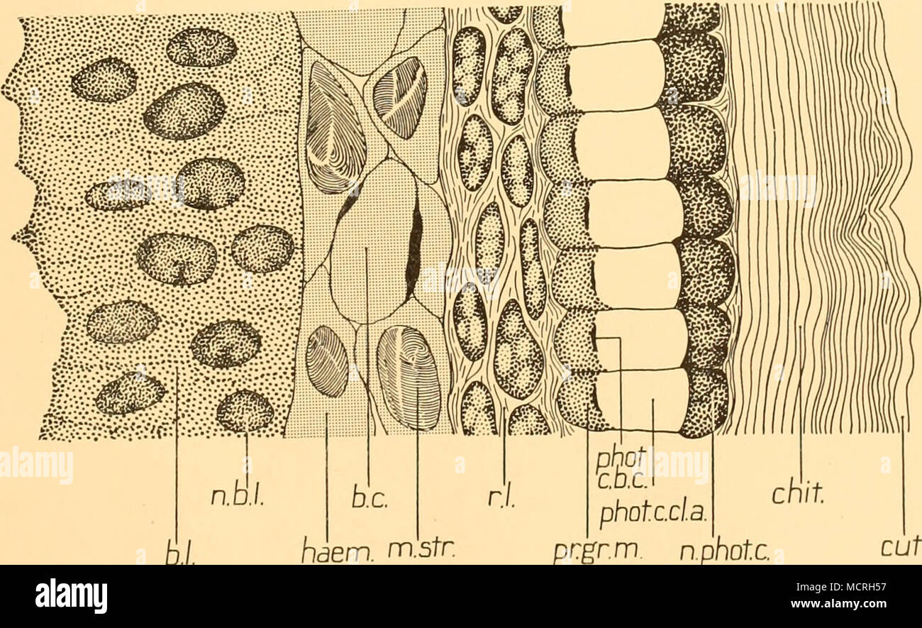 . /idem. ^str. phof.cda. prgr.m nphotc. Fig. 25. Part of a section ...