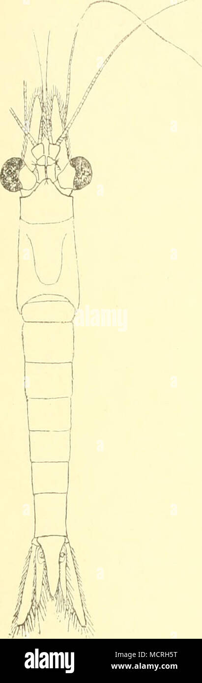 . Fig. 300. 9 von oben. Fig. 302. cf 3. Pleopod. Fig. 301. 2. AiilfiiiK ...