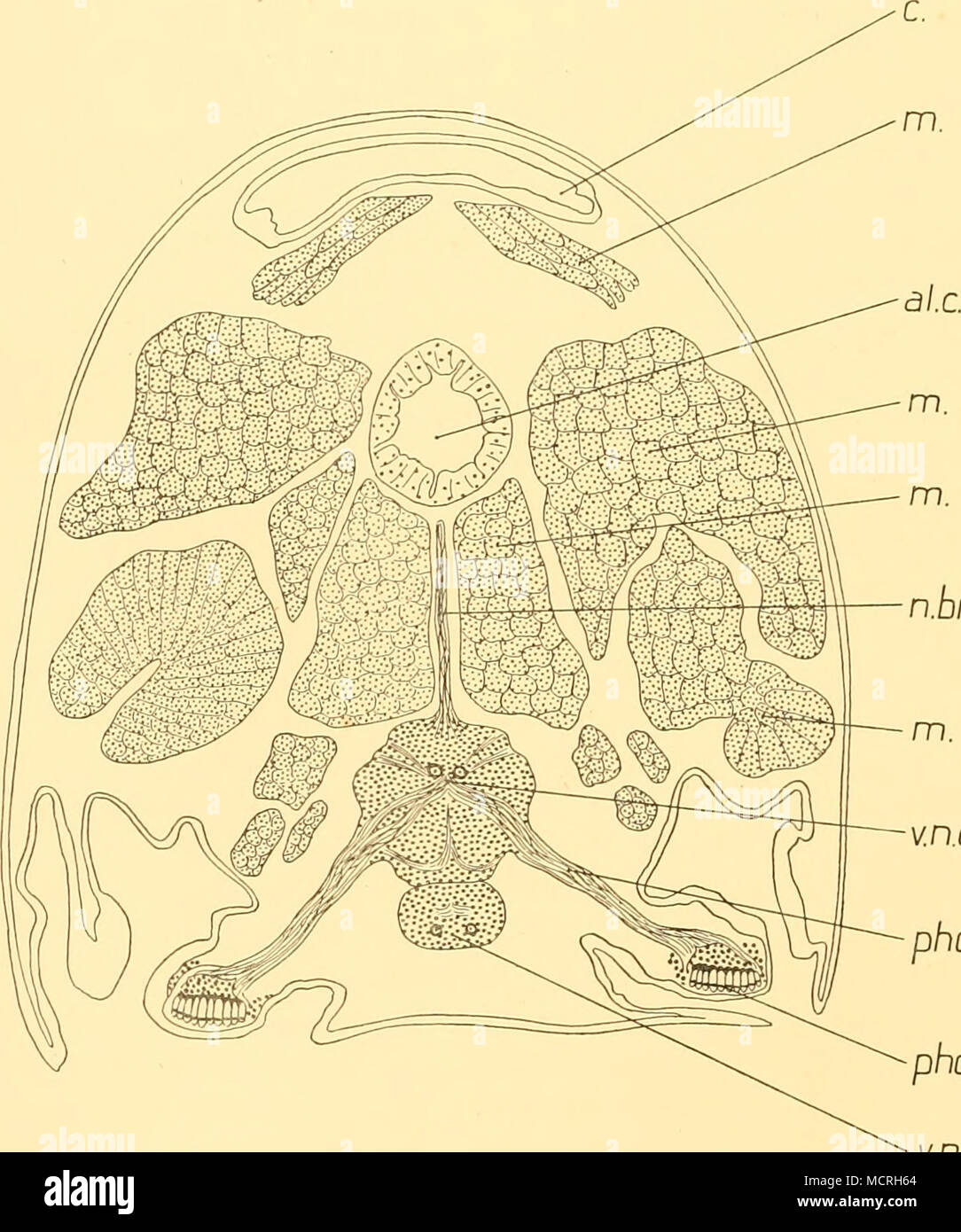 . nhr.alc. v.n.c. phot.nv. phot ur. v.n.c. Fig. 22. Transverse section ...