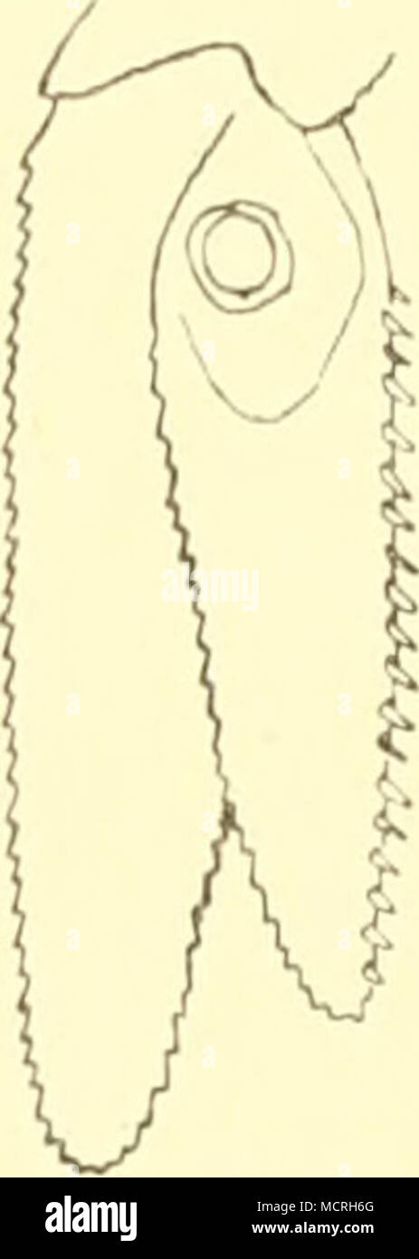 Uropod hi-res stock photography and images - Alamy