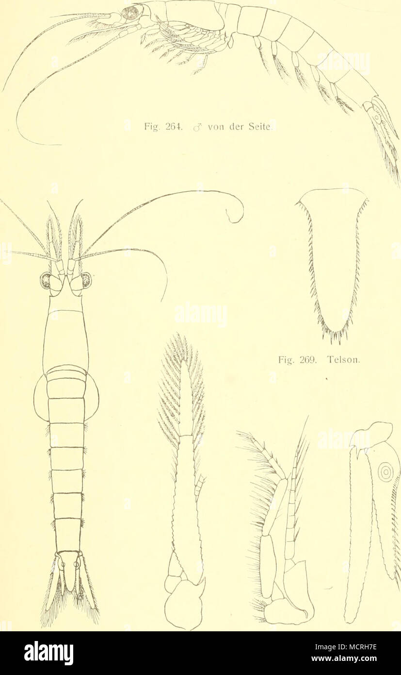 Uropod hi-res stock photography and images - Alamy