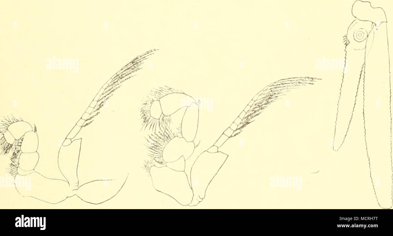 Uropod hi-res stock photography and images - Alamy