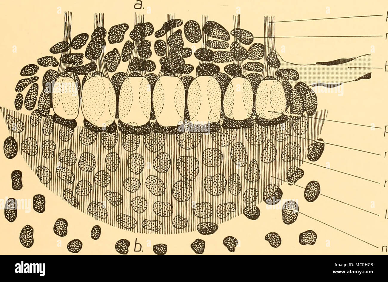 . photcnv. n.chif.ep. bv. phof.c.da. n.r.c. n.rc. n.chif.ep. lOOjj. Fig ...