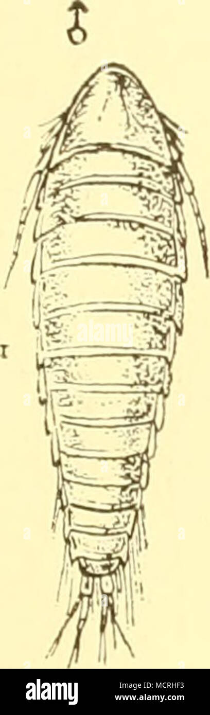 Fig 283 hi-res stock photography and images - Alamy