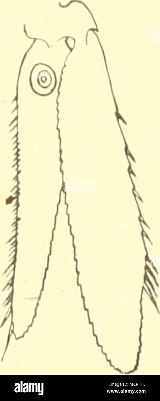 Uropod hi-res stock photography and images - Alamy