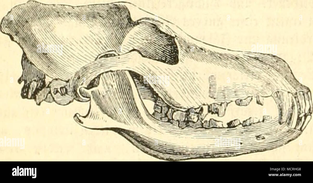 Gifl High Resolution Stock Photography and Images - Alamy