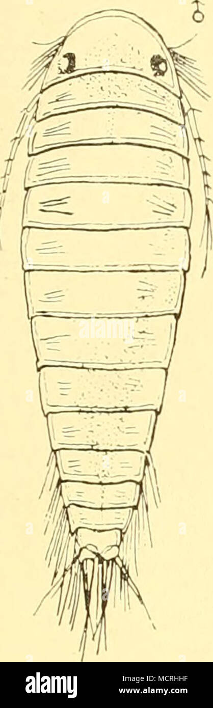 Fig 241 hi-res stock photography and images - Alamy