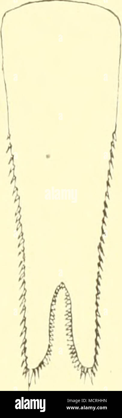 Uropod hi-res stock photography and images - Alamy