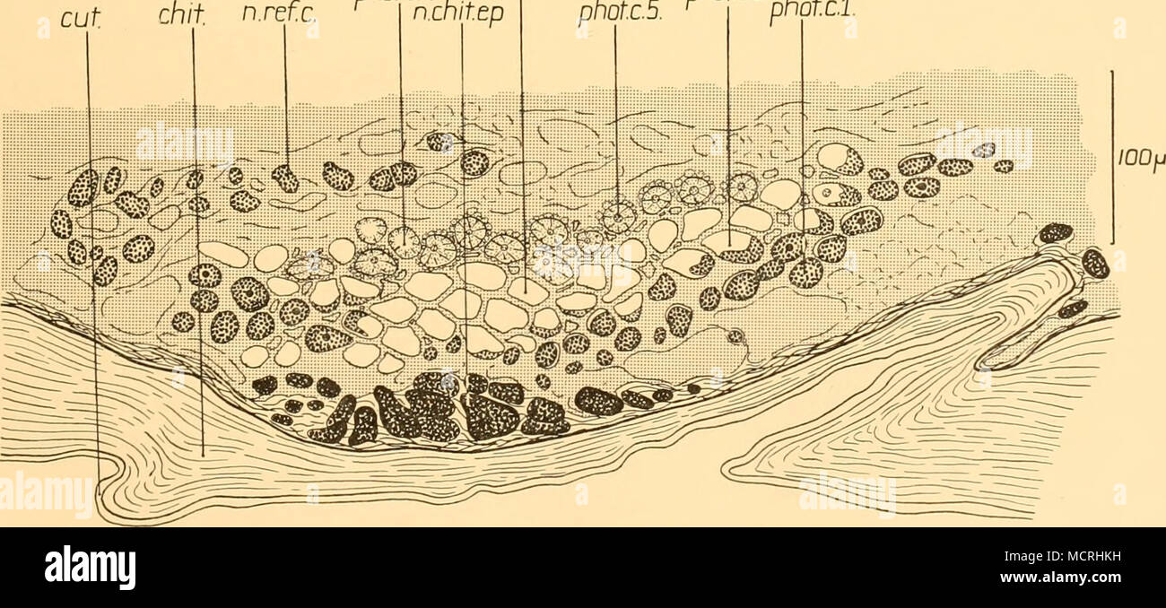 . Fig 15 Transverse section through the luminous streak behind the base ...