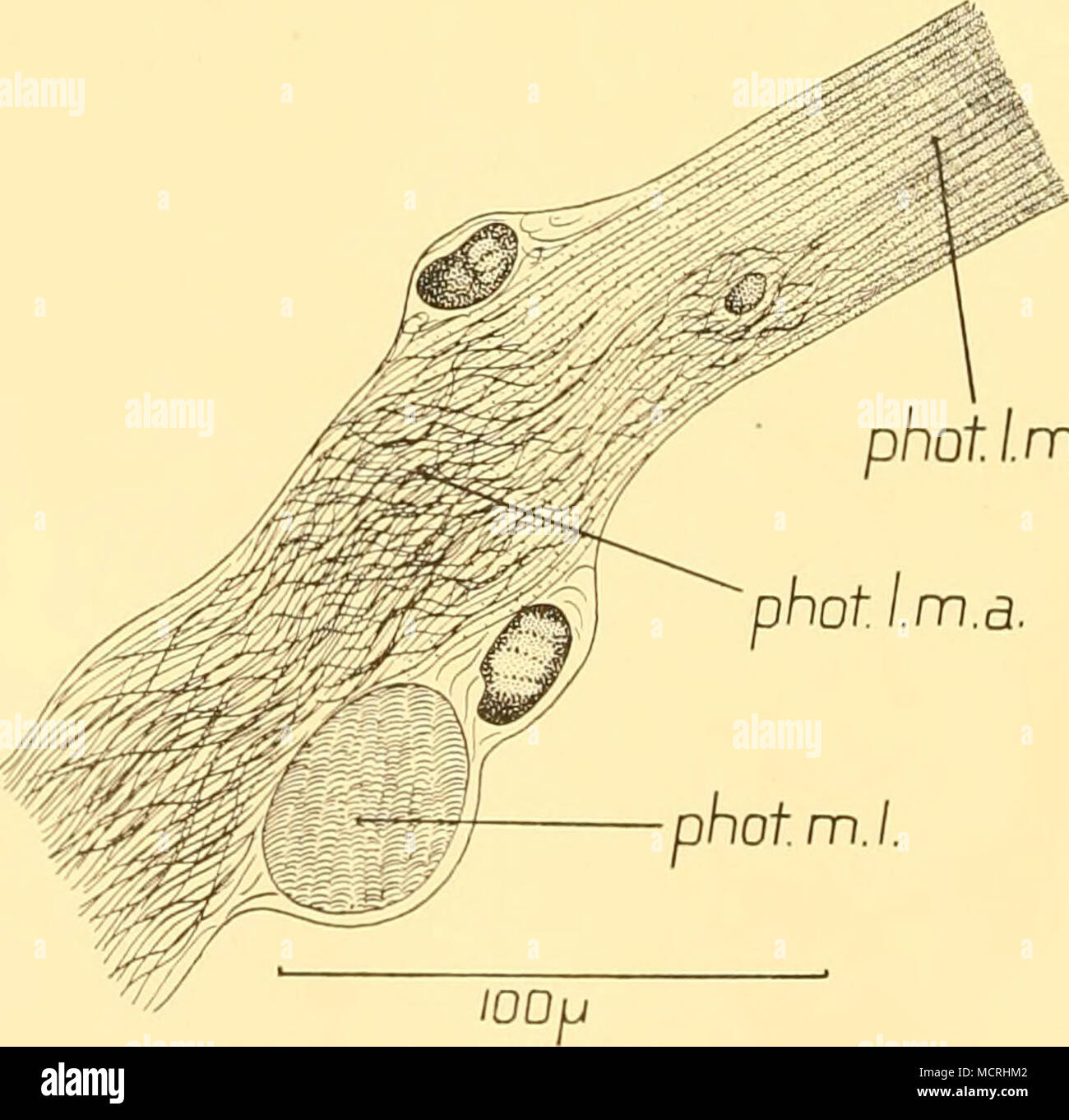 . Fig. II. Section through the longitudinal photophore muscle of the ...