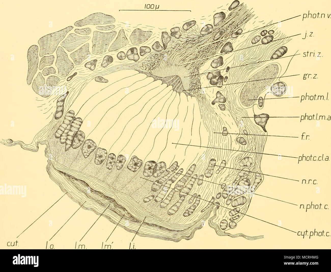 . Fig. 10. Section cut diametrically through one of the boss-shaped ...