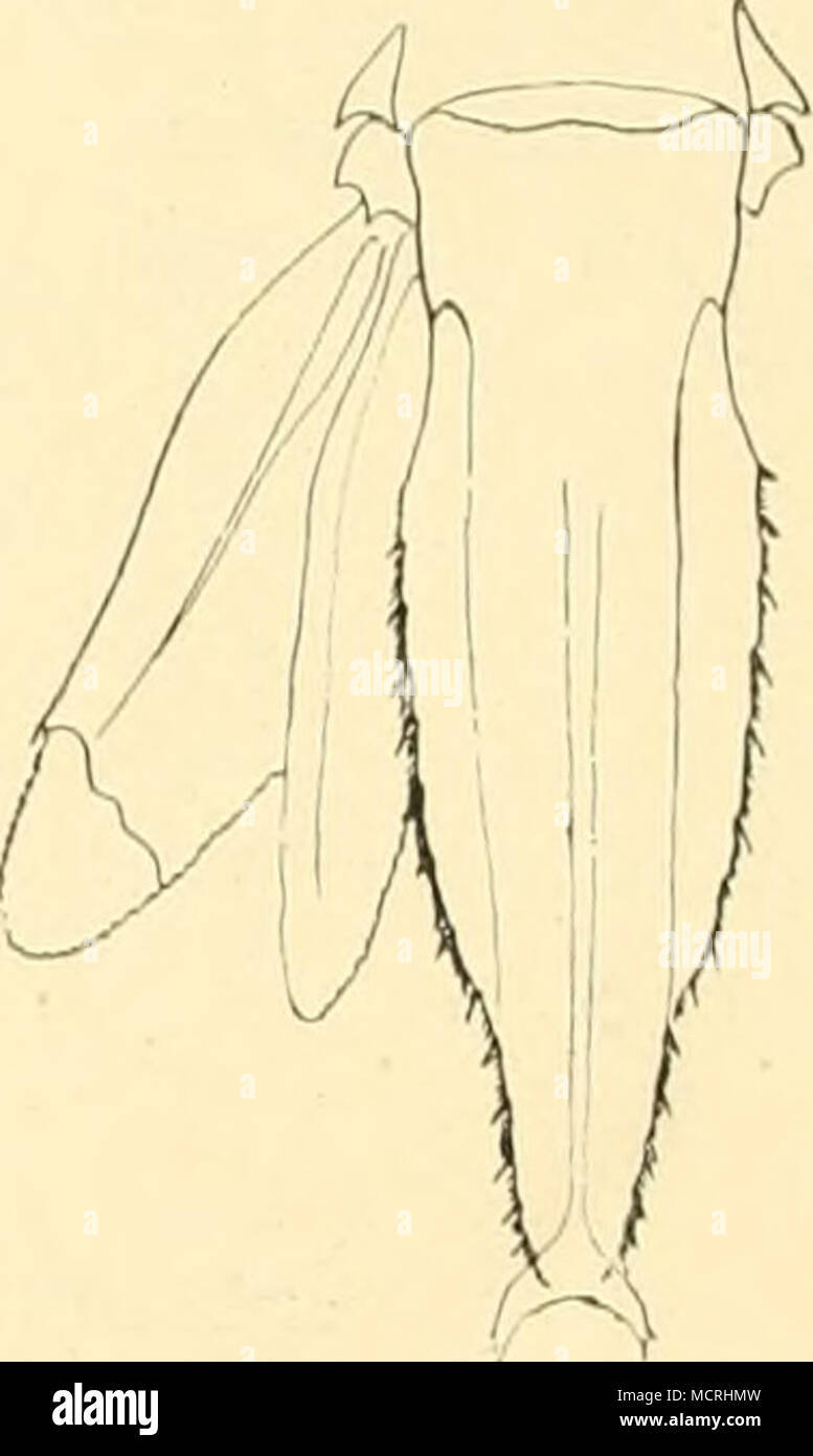 . Fig. 51. Tcisoii iiiid Uropod Stock Photo - Alamy