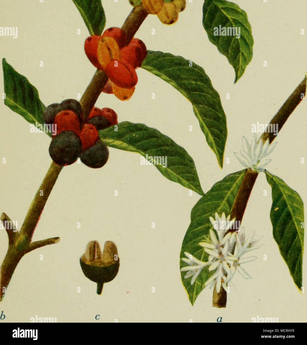 . Kaffee (Coffea arabica). a) Zweig mit Blüten, 7^ nat. Gr. b) Zweig ...