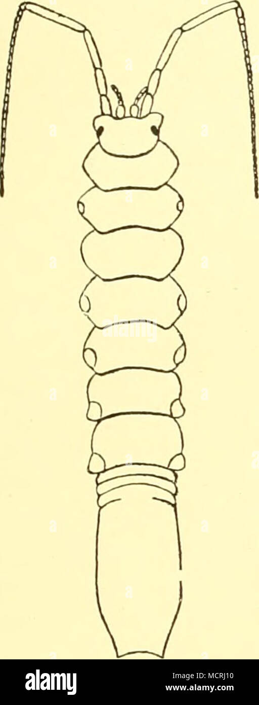 Idotea linearis hi-res stock photography and images - Alamy