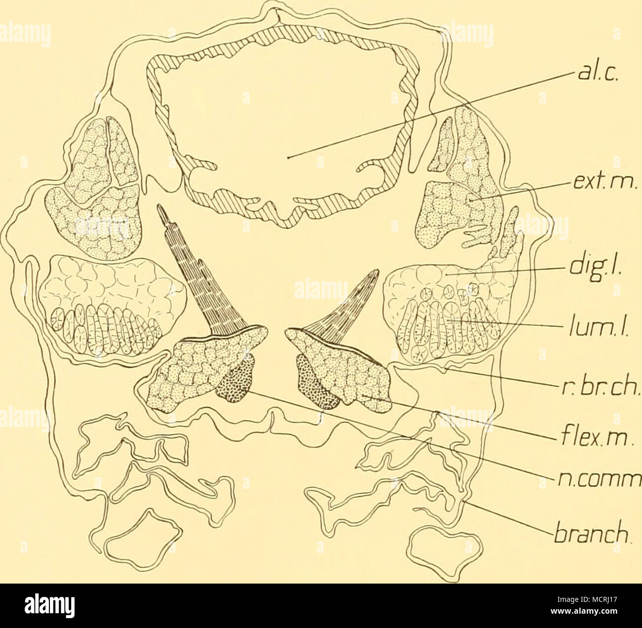 Transverse chamber hi-res stock photography and images - Alamy