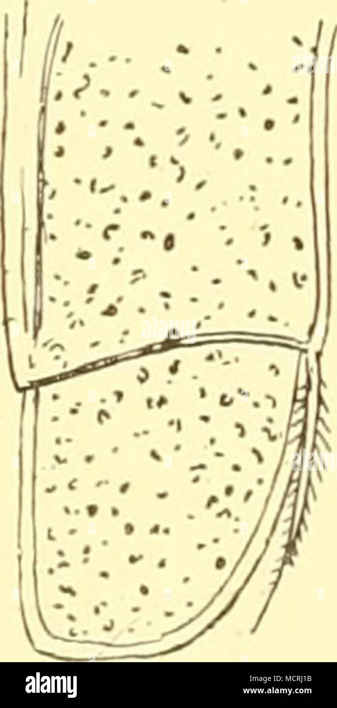 Idotea neglecta hi-res stock photography and images - Alamy