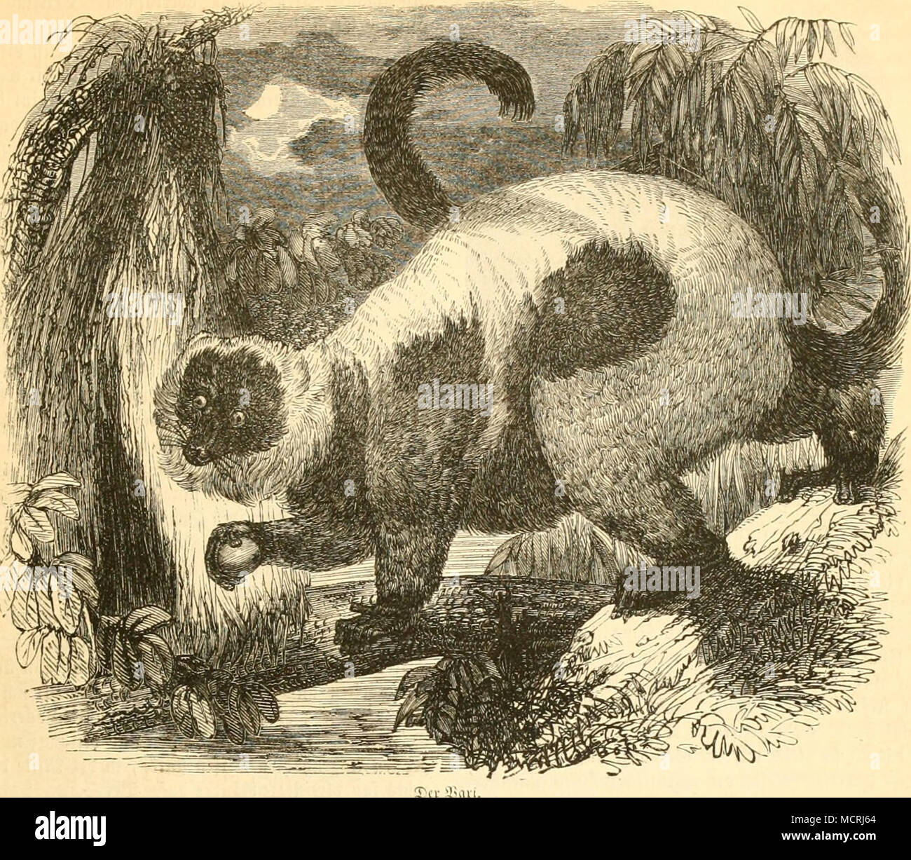 Alg ii hi-res stock photography and images - Alamy