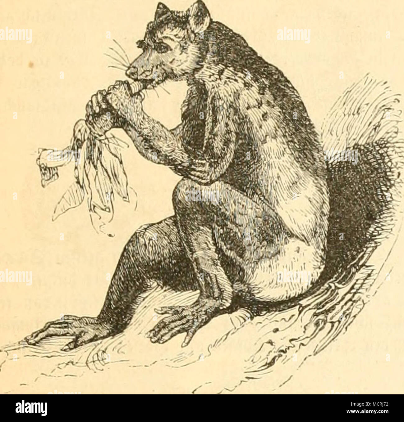 Terda hi-res stock photography and images - Alamy