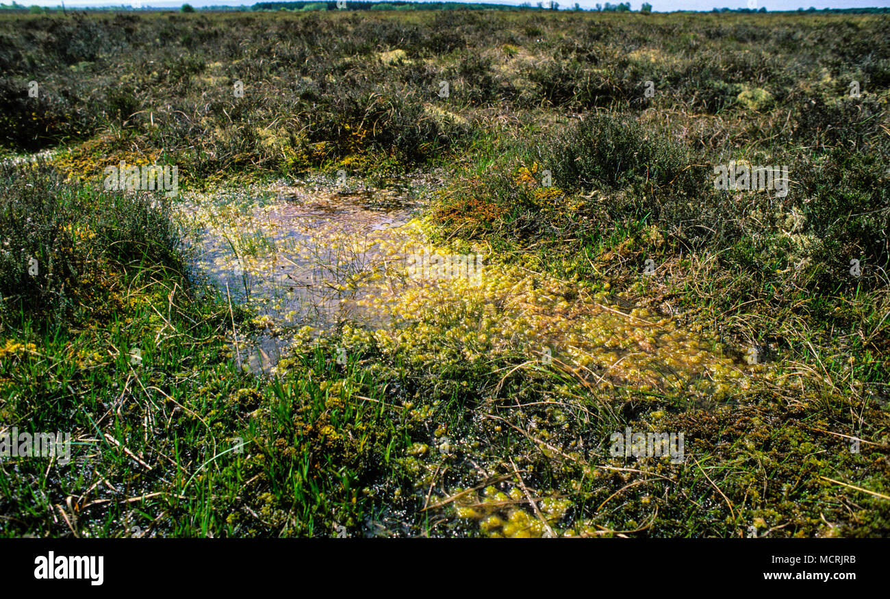 Clara Bog, Irelands most important Raised Bog, County Offaly, Ireland ...