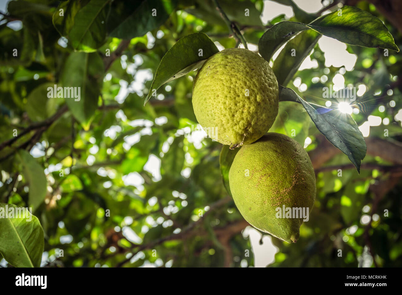 Sun light passing through leaves hi-res stock photography and images ...