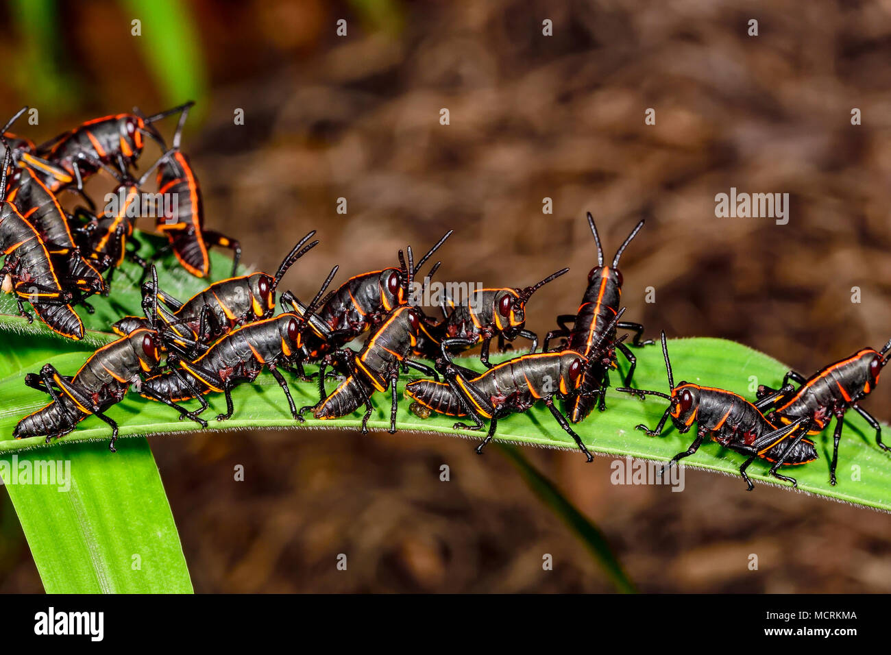 Eastern lubber grasshopper invasion Stock Photo - Alamy