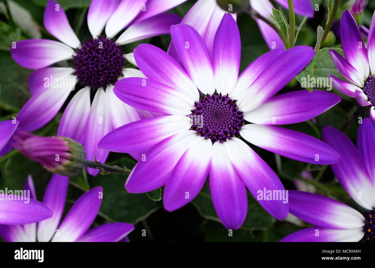 Senetti Stock Photos & Senetti Stock Images - Alamy