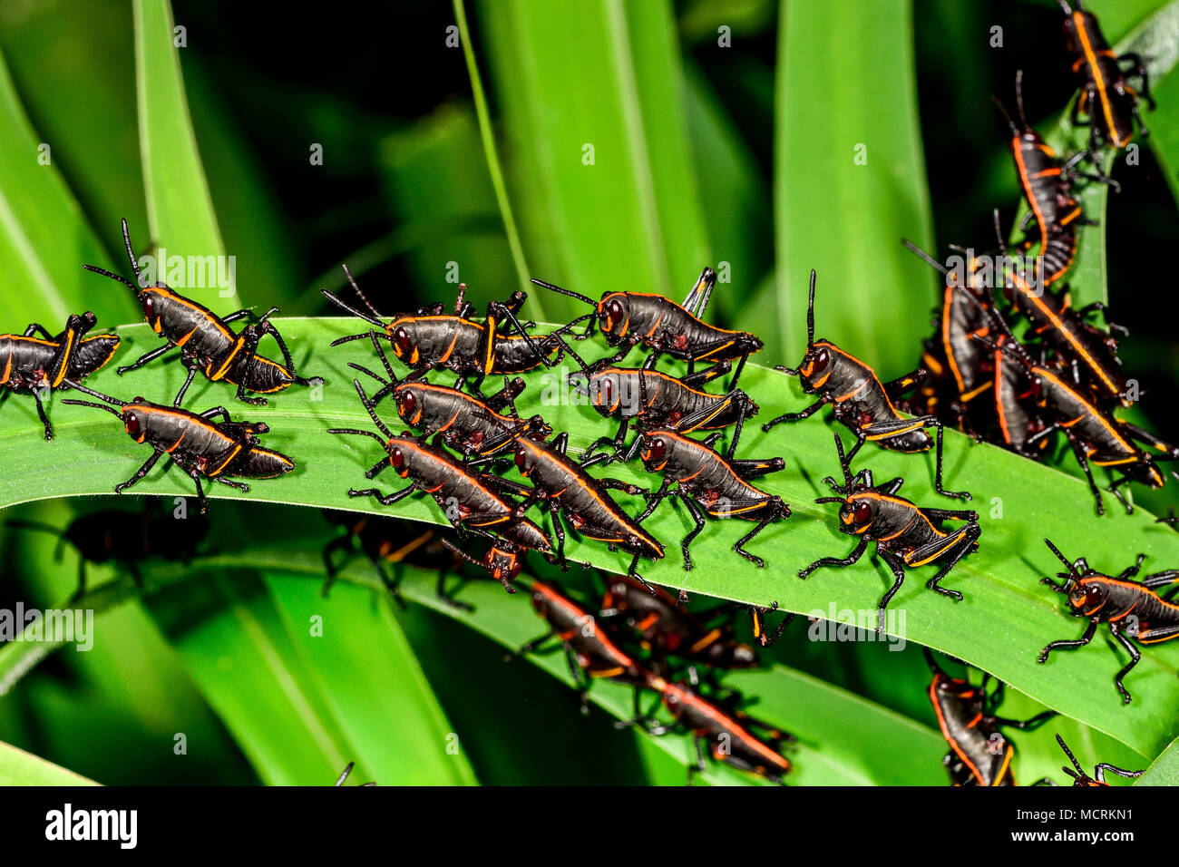 Eastern lubber grasshopper invasion Stock Photo - Alamy