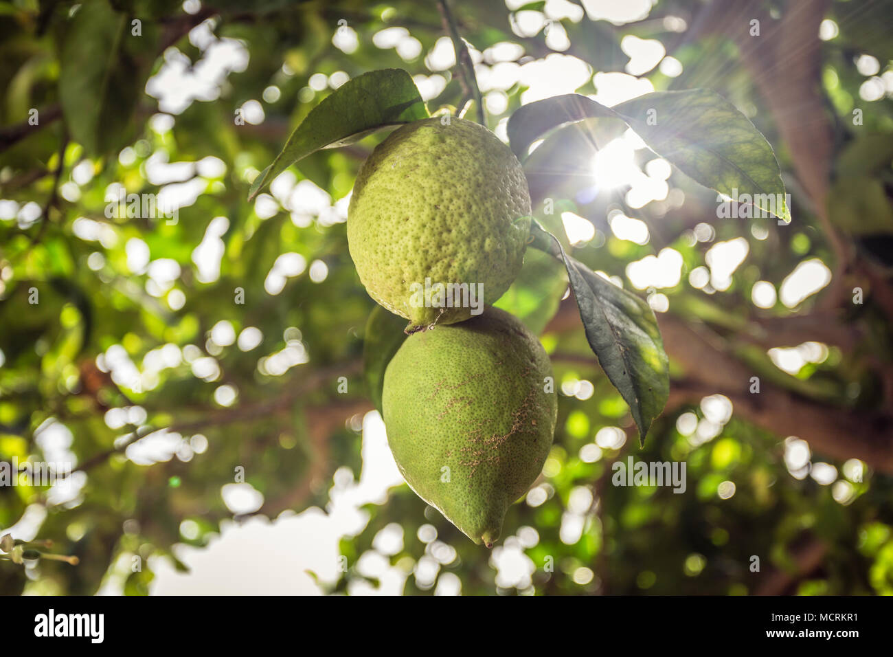 Sun light passing through leaves hi-res stock photography and images ...
