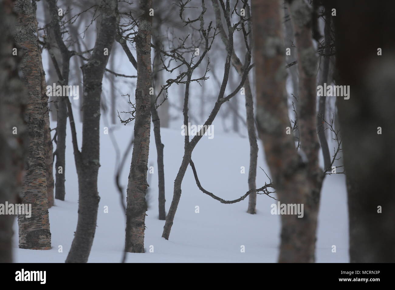 Scandinavian Winter Forest Stock Photo - Alamy