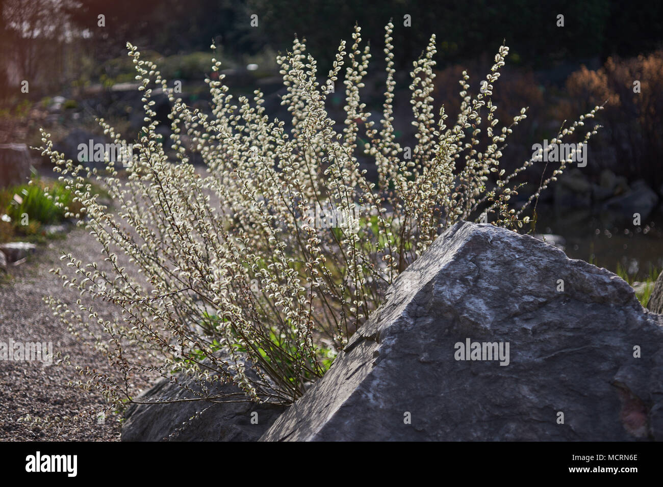 Creeping Western Sand Cherry