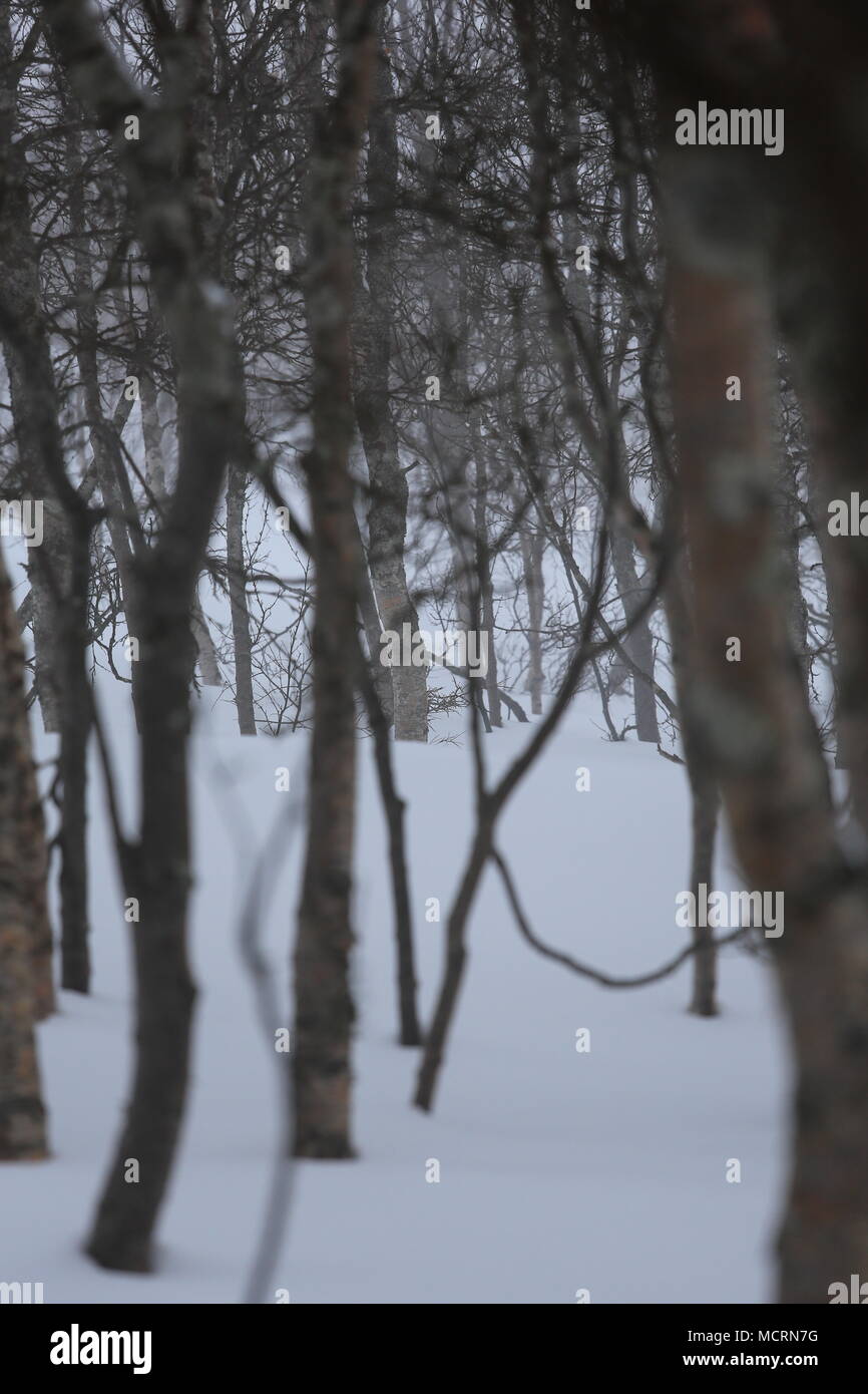 Scandinavian Winter Forest Stock Photo - Alamy