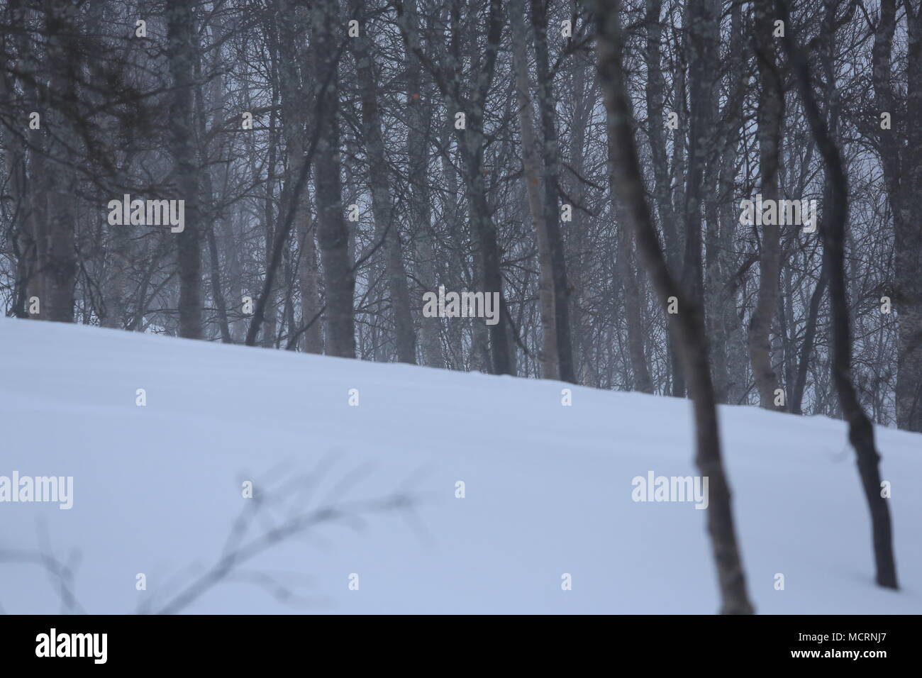 Scandinavian winter hi-res stock photography and images - Alamy