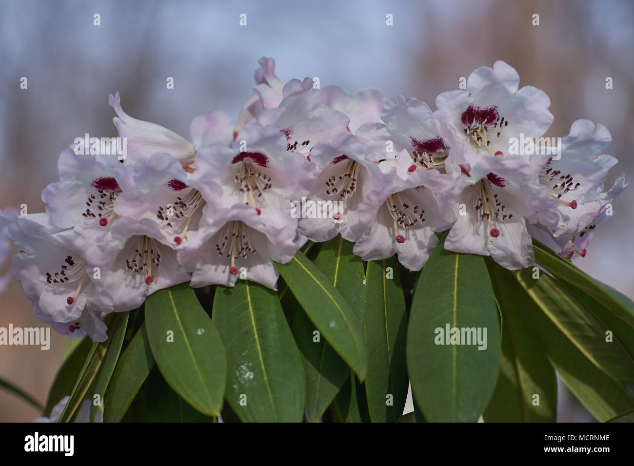 Rhododendron blossom Lush rhododendron flowers close up Rhododendron ...